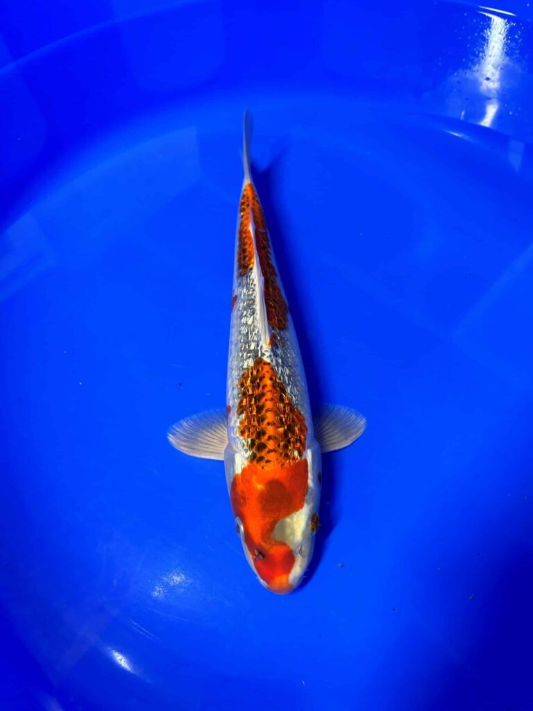 Gin Rin Grasai - SJ Koi Carp